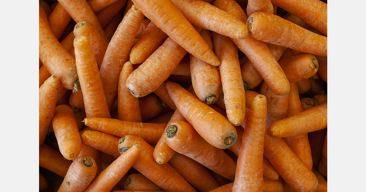 Carrots rot in warehouses in Pavlodar
