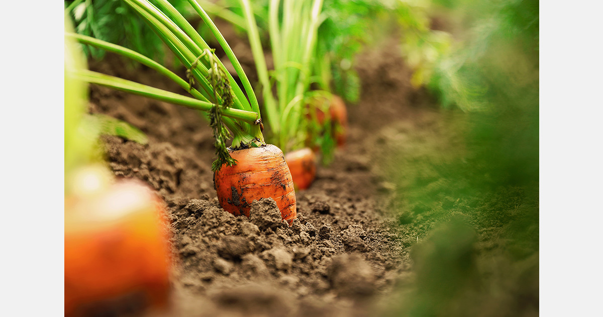 Carrot industry thrives in Plateau State, Nigeria