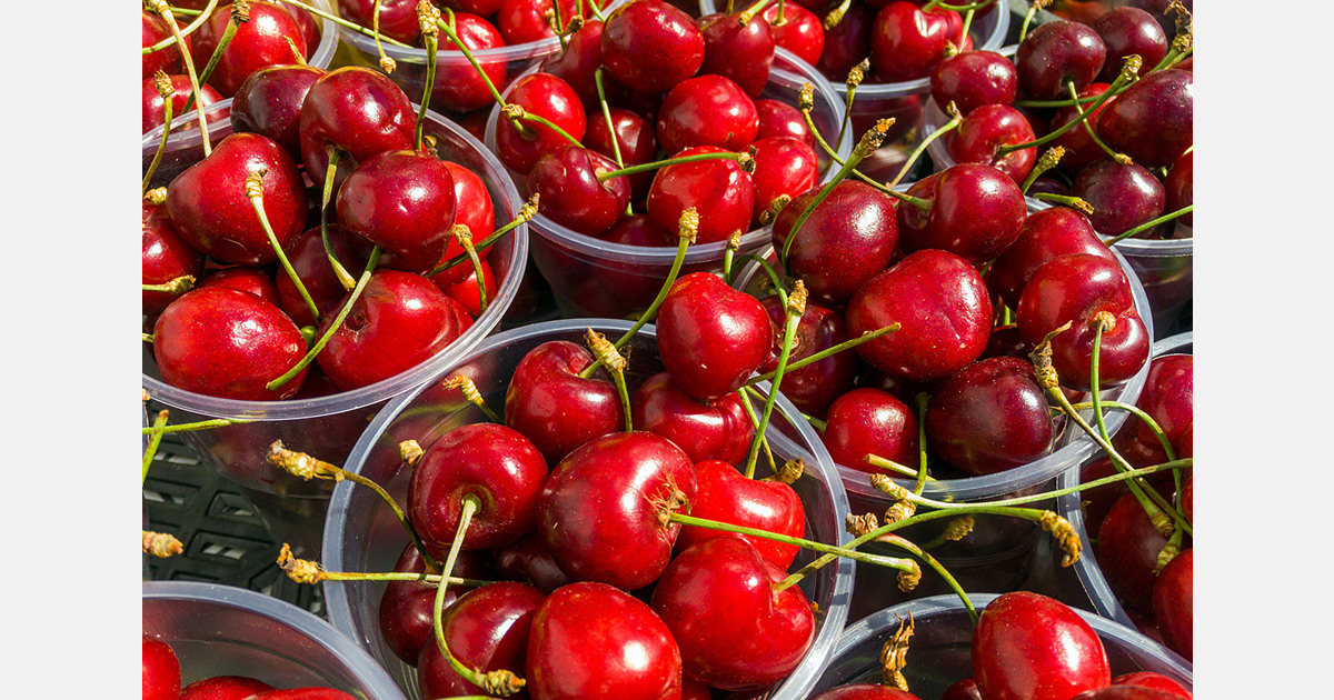 Chilean cherry season review
