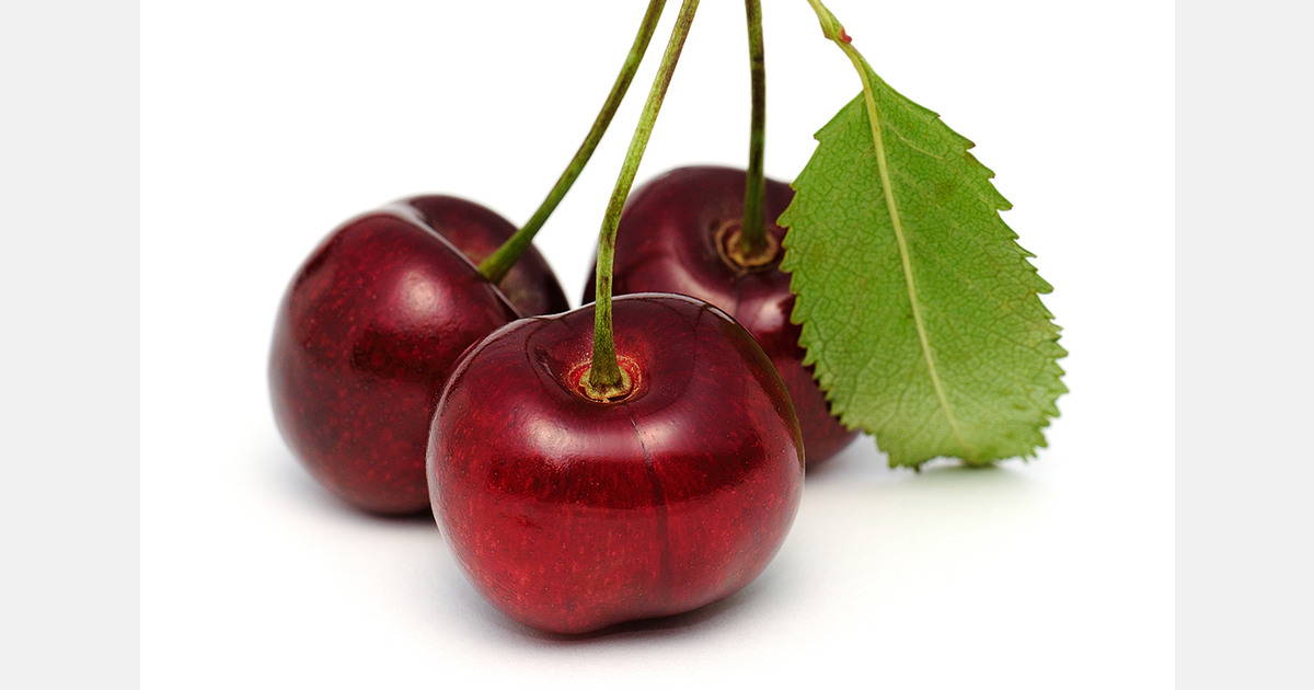 SAG certifies the first Chilean cherries for the export campaign