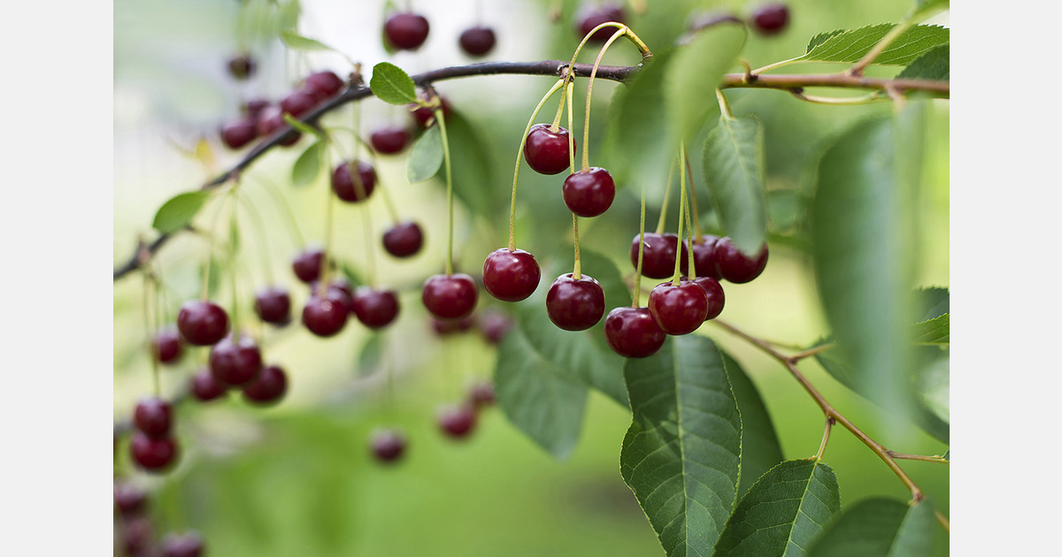 Chilean cherry prices in Vietnam drop 20-25% due to China’s import ...