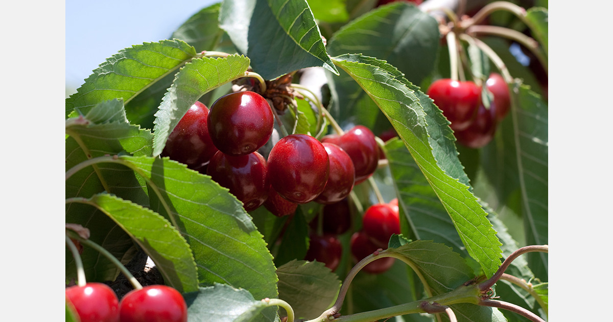 Tariffs strain Michigan cherry industry