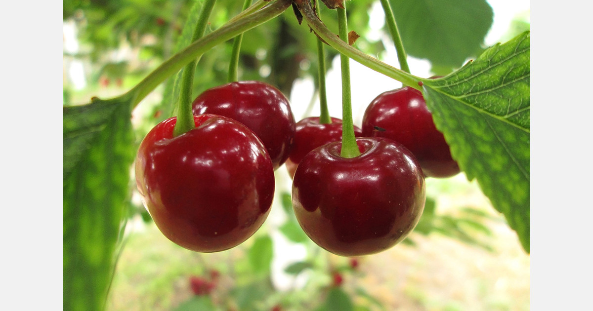 U.S. cherry surplus drives down Hong Kong prices