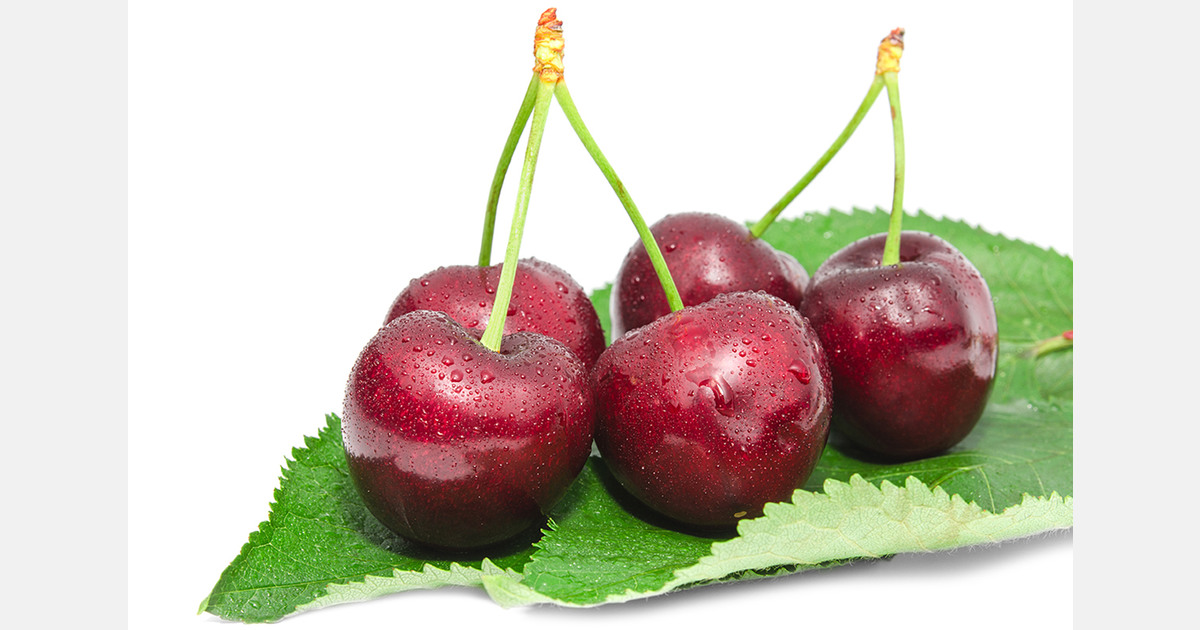 April rains unevenly affected Lleida's cherry crops
