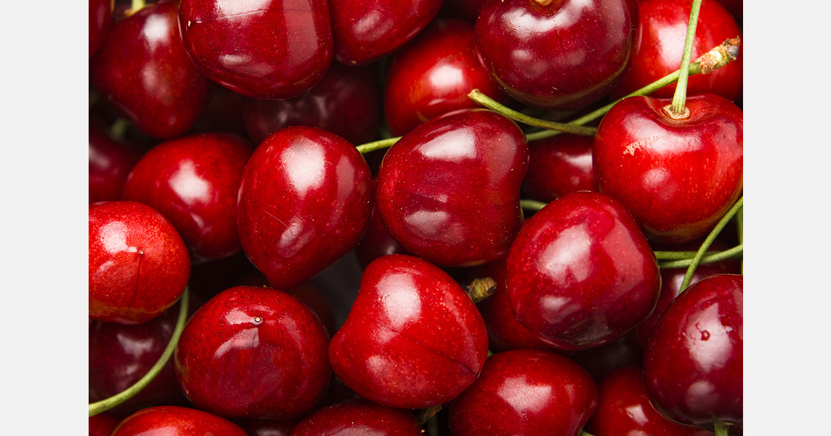 Chilean cherries from the stranded ship will only qualify for the late ...