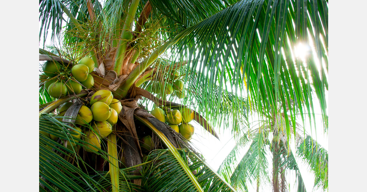 Vietnam coconut prices double as exports rise and supply drops