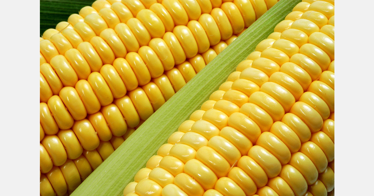 Slight dip in South Africa's agricultural exports in Q2 2024