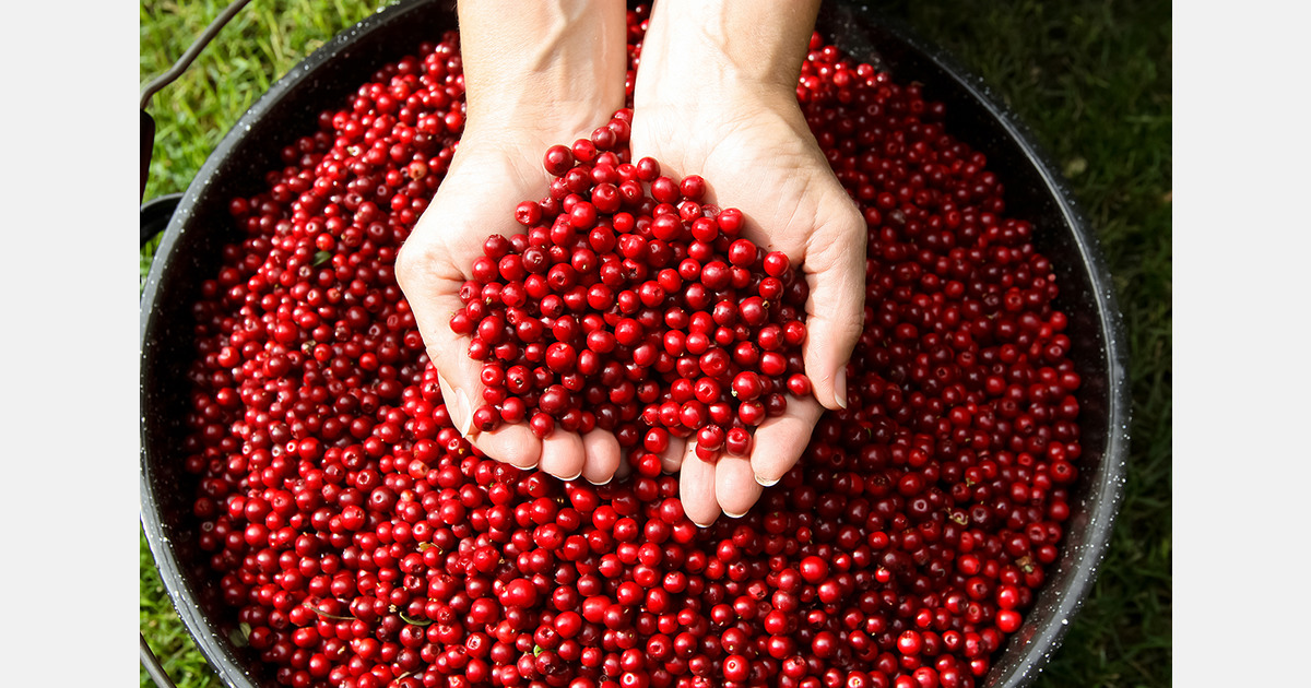 USDA uses AI to improve cranberry harvesting in New Jersey