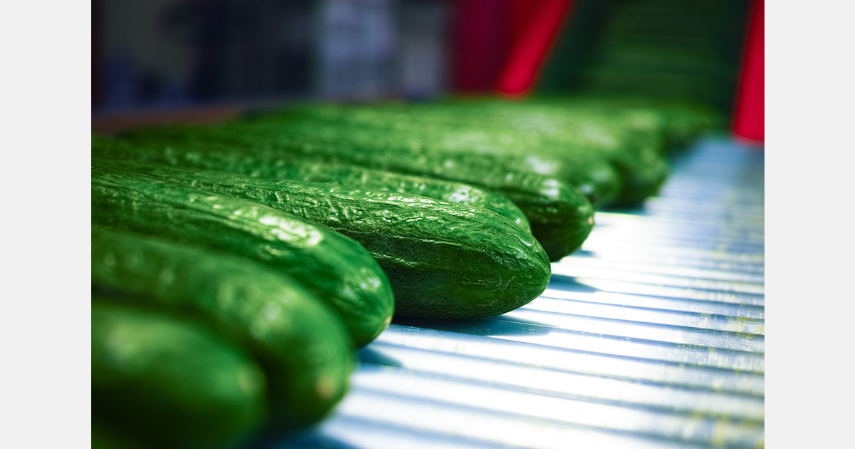 Pricing slightly strengthening on field cucumbers