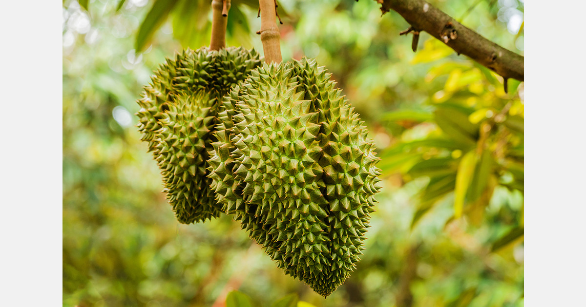 Mardi to launch three new durian varieties