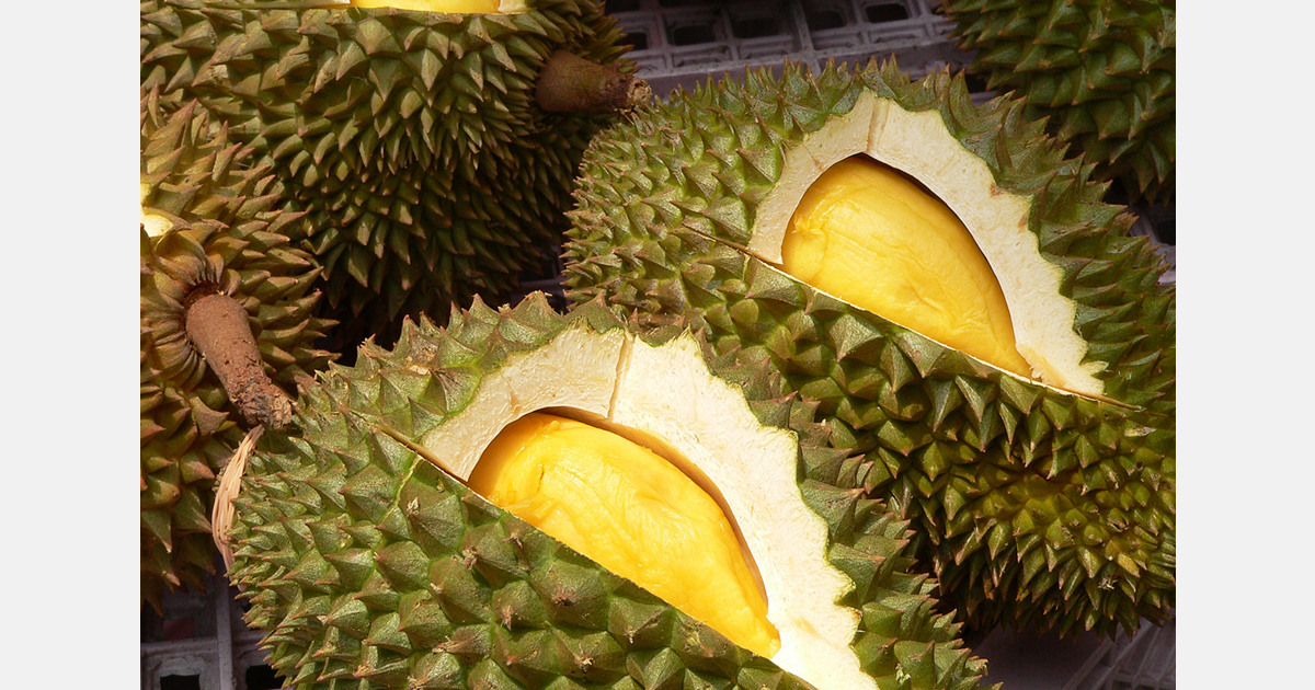 Chanthaburi, the heart of Thailand’s thriving durian industry