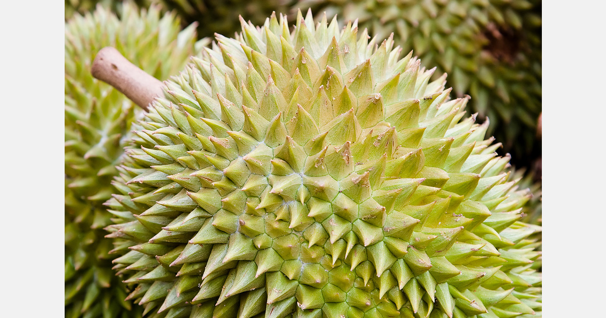 Durian imports continue at China-Vietnam border