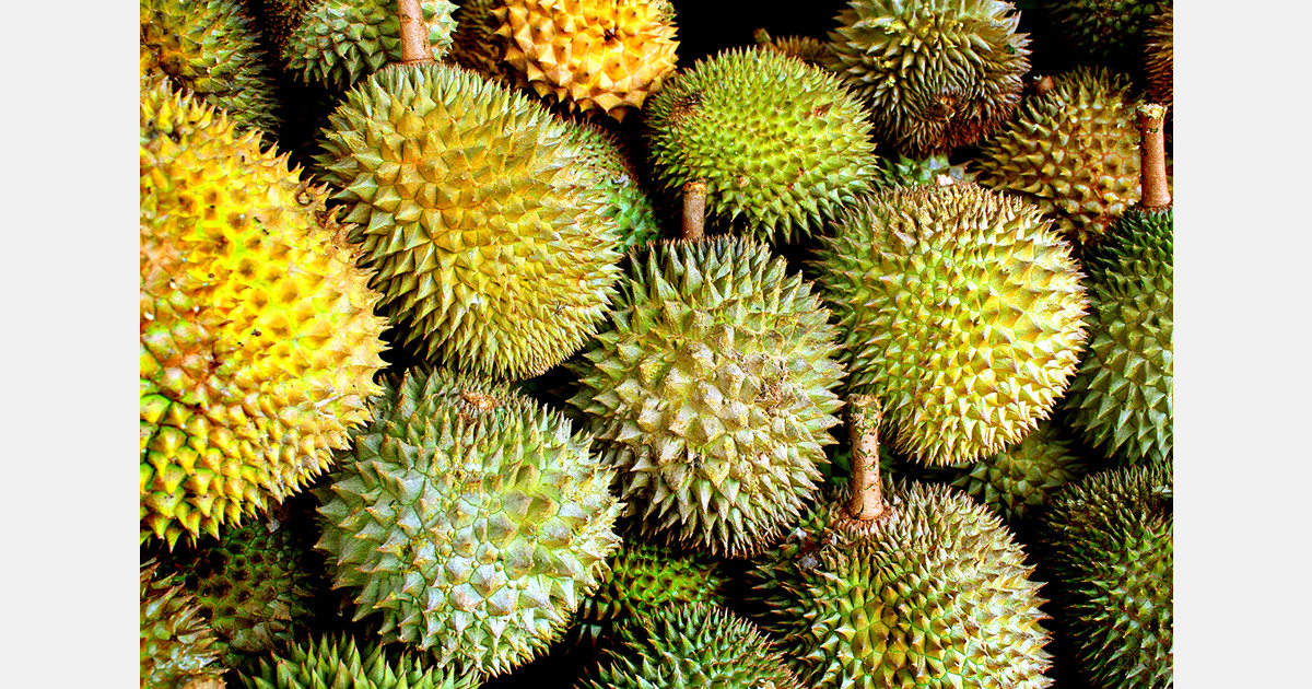 Davao city hosts national durian summit to tackle export challenges to ...
