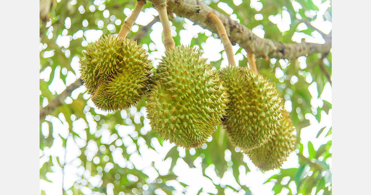 Vietnam's durian prices fall sharply due to China's stricter ...