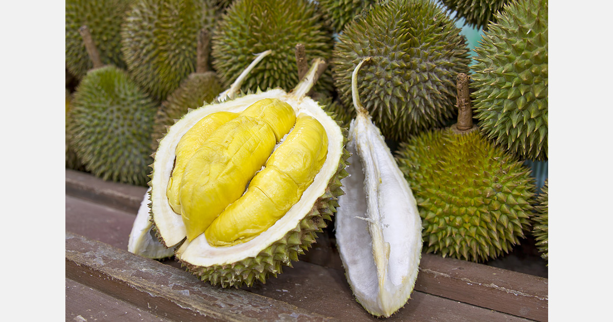 Shift in durian market: Singapore sees rise in Thai durians amid ...