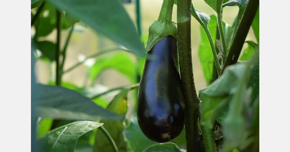 Almería agriculture: higher yields, lower prices amid cost surge