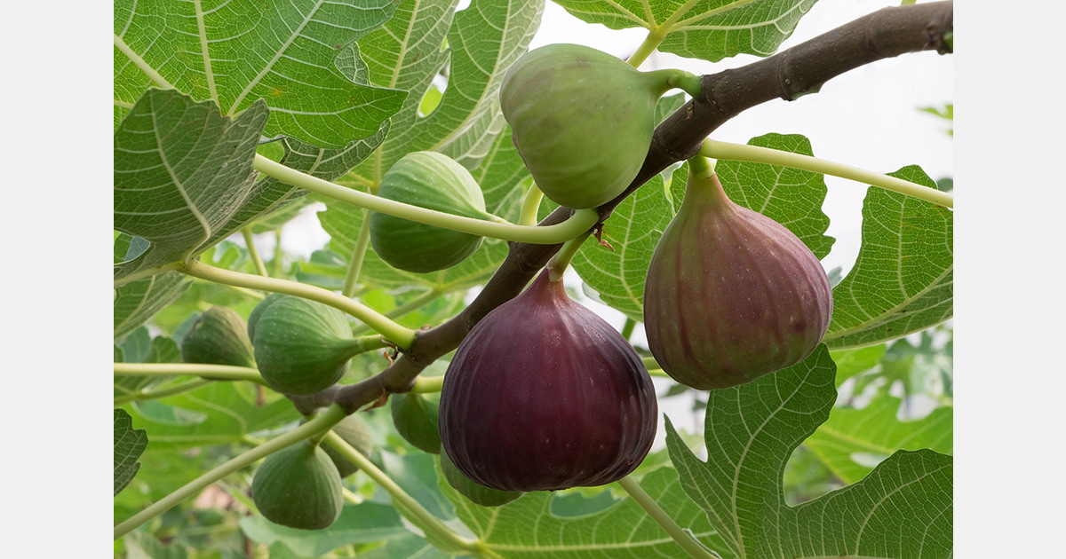 Saudi Arabia achieves 107% fig self-sufficiency in 2023