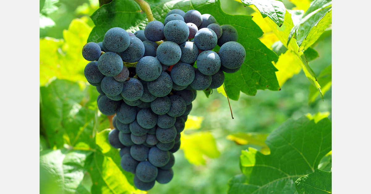 Grape exports from Moldova to the EU see a boost