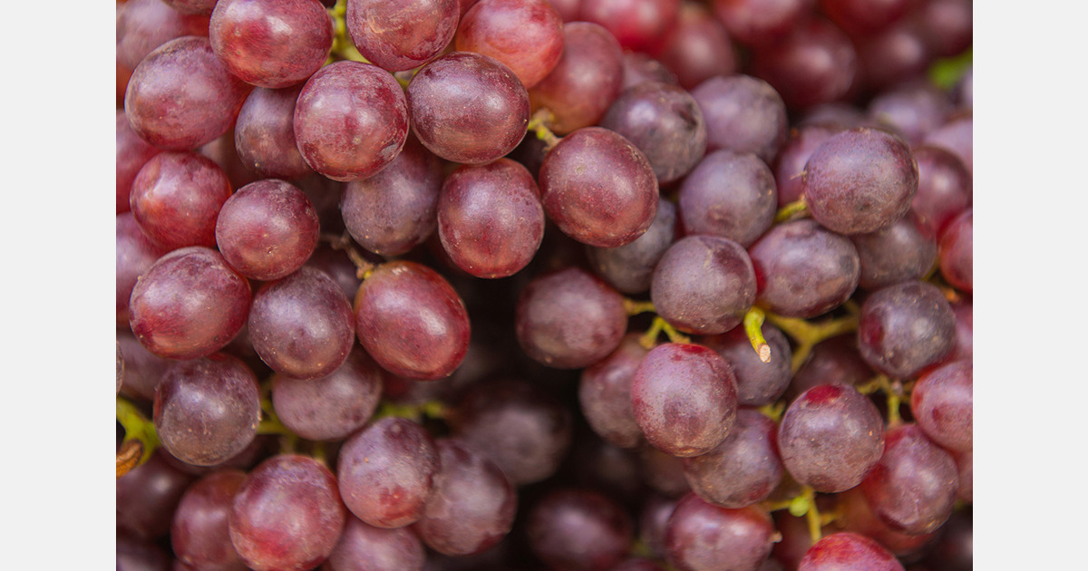 Saudi Arabia surpasses 110,500 tons in annual grape production