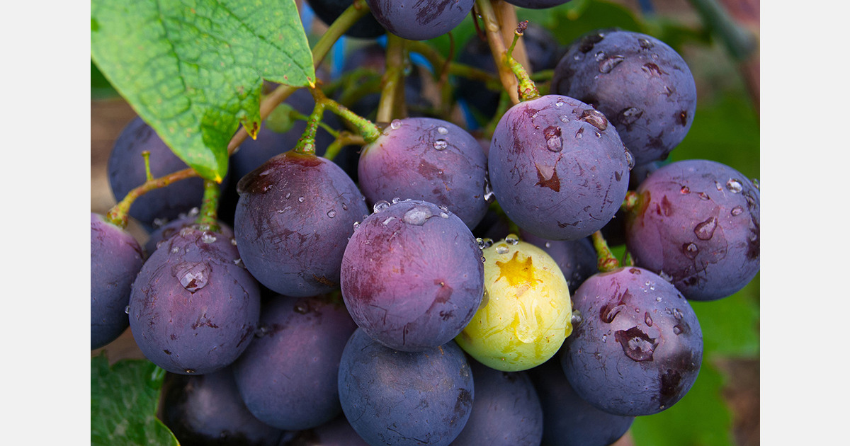 China authorizes the import of Brazilian table grapes