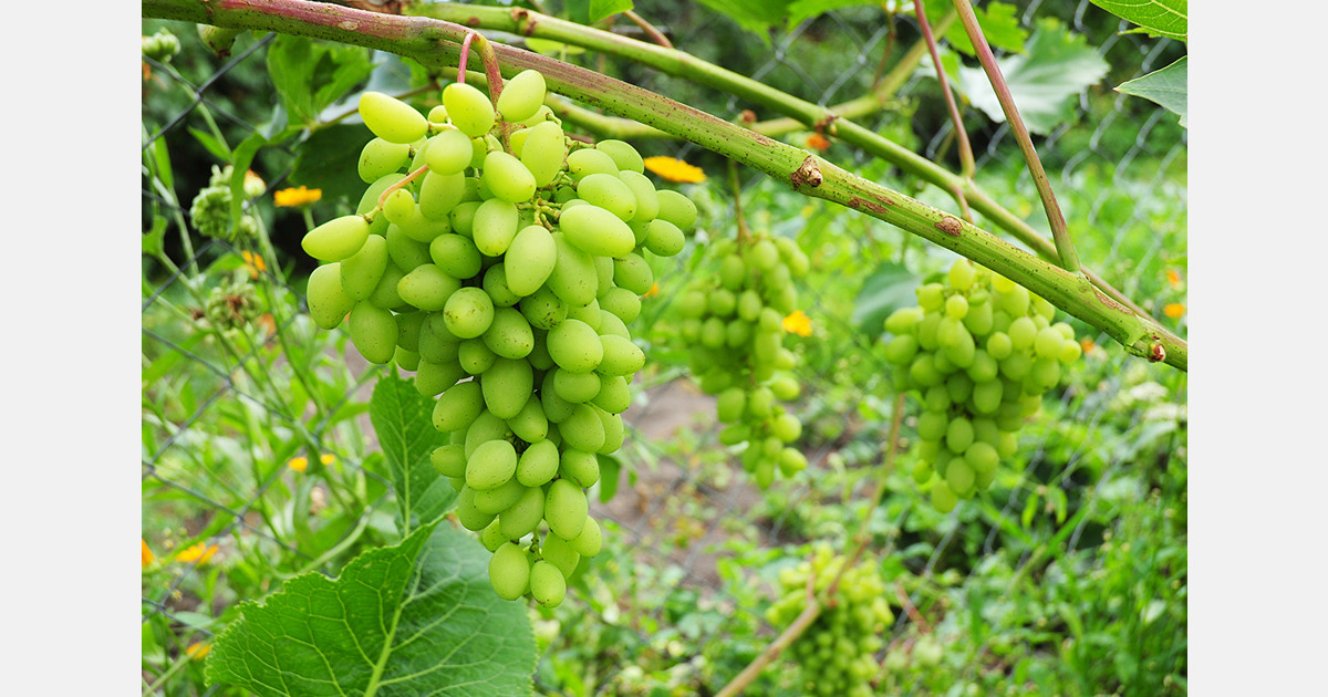 The new INIA G-4 grape seeks to lead varietal change in Chile
