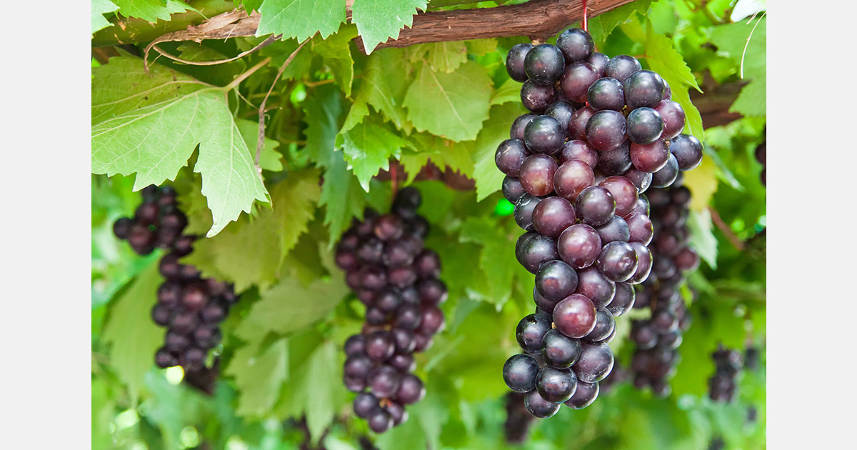 Peru will produce nearly 80 million boxes of grapes in the 2024-2025 season
