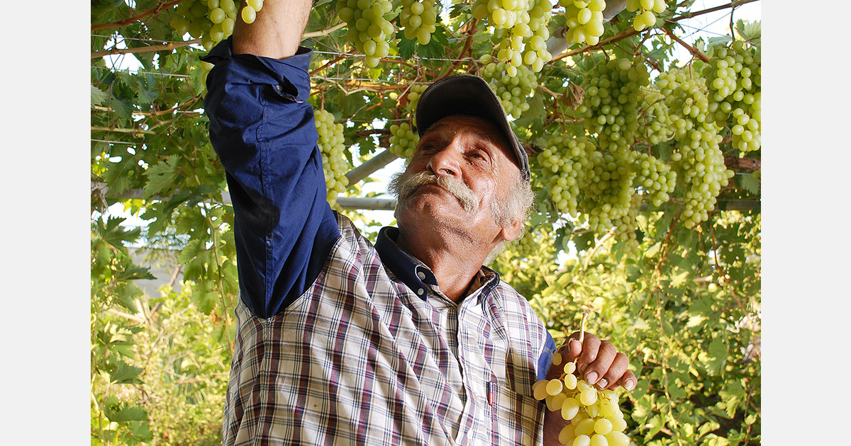 Heat and drought damaged Virginia vegetables