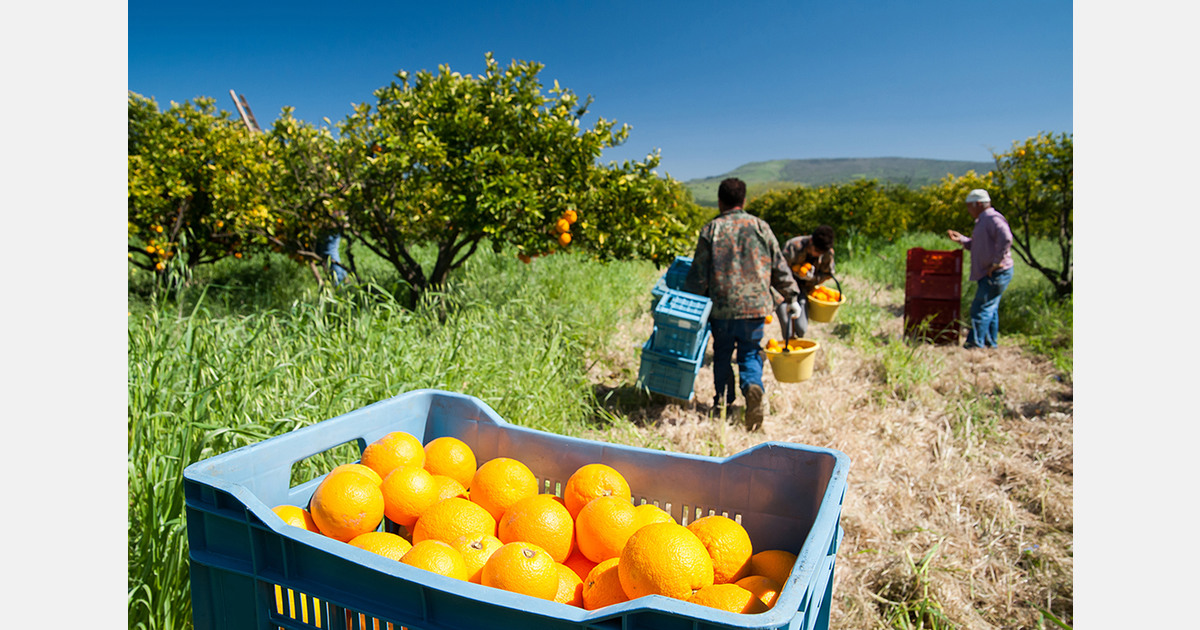New bill aims to boost farmworker pay while easing strain on California ...