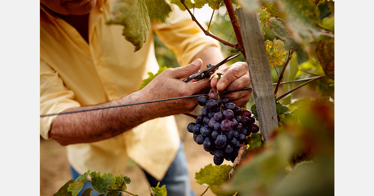 Georgia's labour shortage poses major challenge