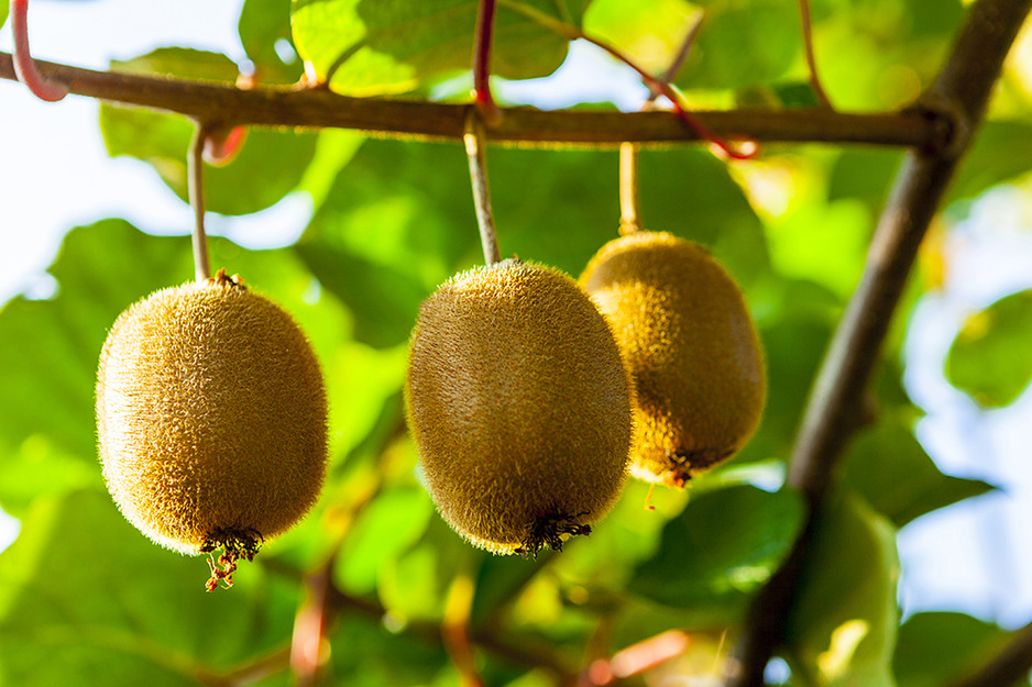 "Gold and red varieties are emerging as the future of kiwifruit cultivation in southern European ...