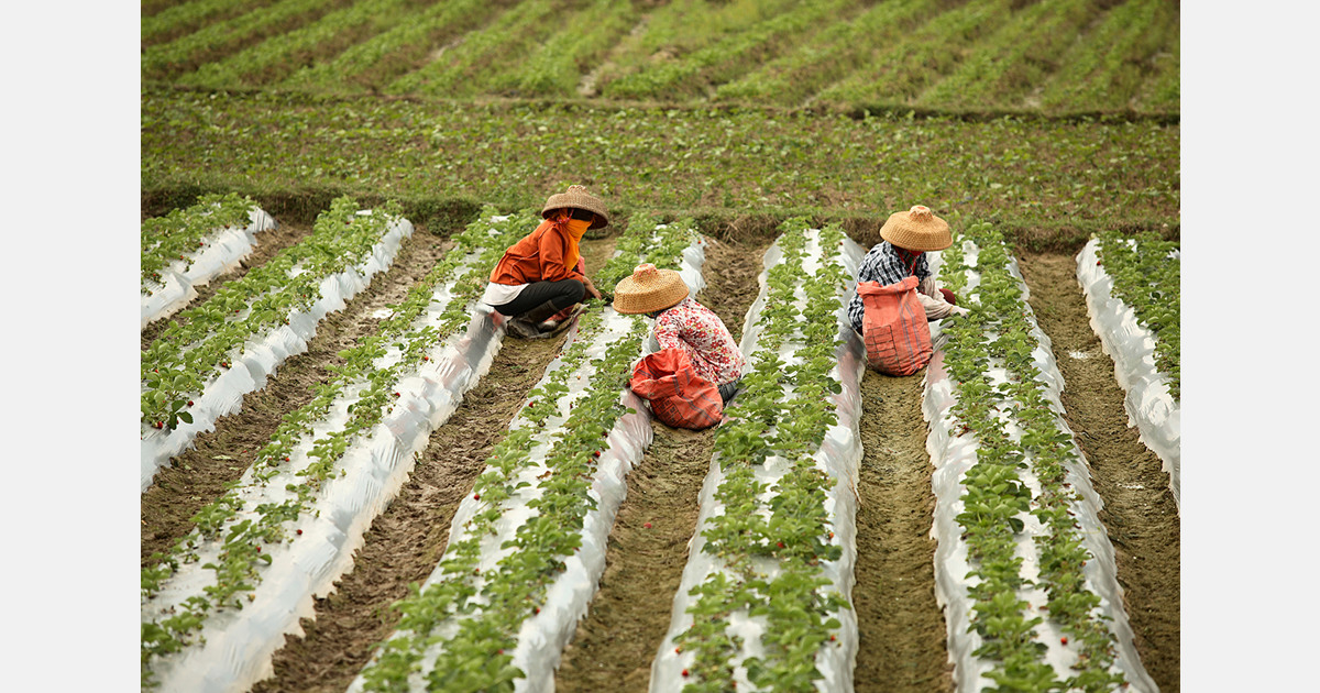 Farmers urge action on labour shortages to protect food supply