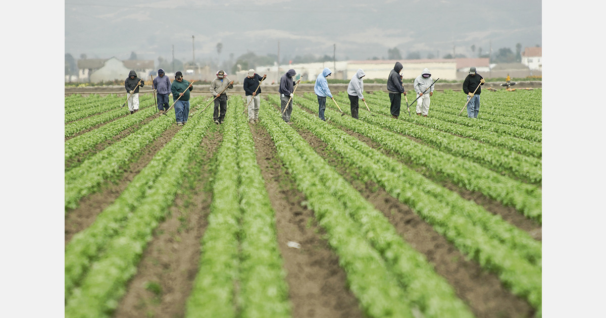 Exploring the future of farming with robots in Holland Marsh