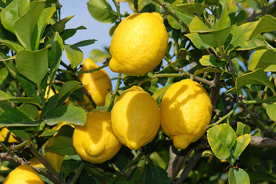 "When the European markets run out of Turkish or Egyptian lemons, it shows"