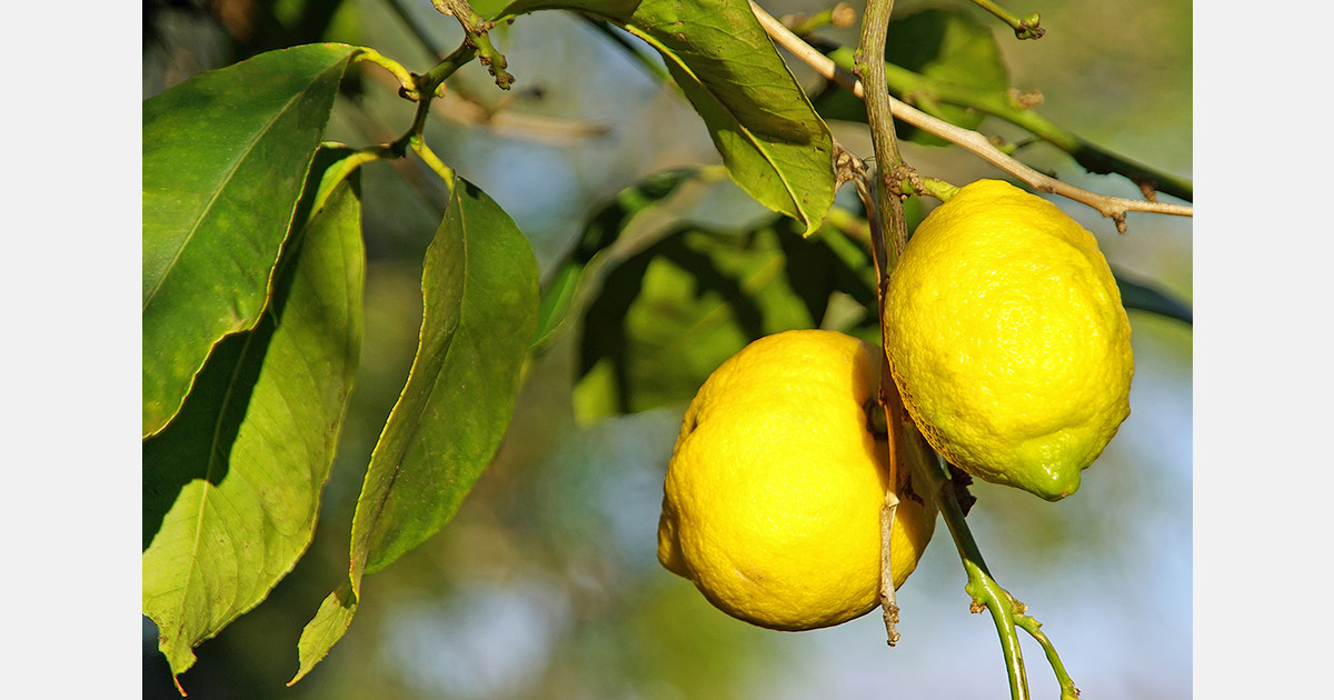 Tucumán is on alert after a vector insect of the HLB disease was ...