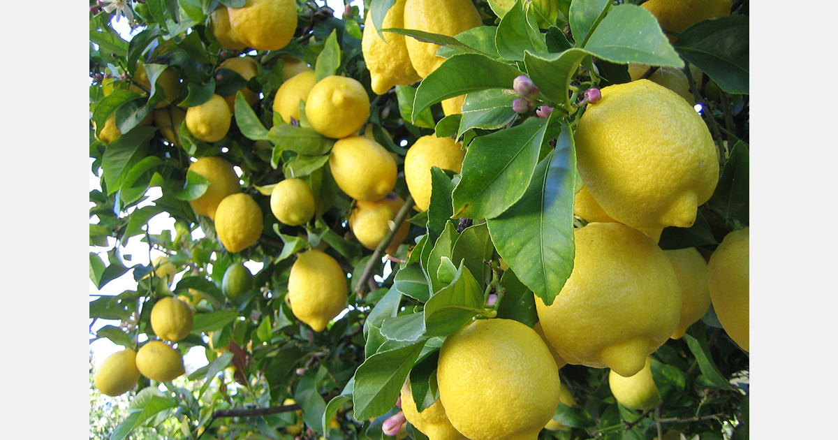 Brazilian lemon production reaches 1.7 million tons