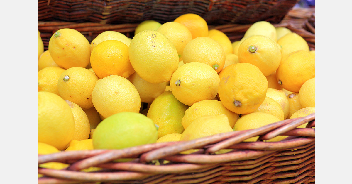 Boost in lemon farming observed in Karnataka's Vijayapura district