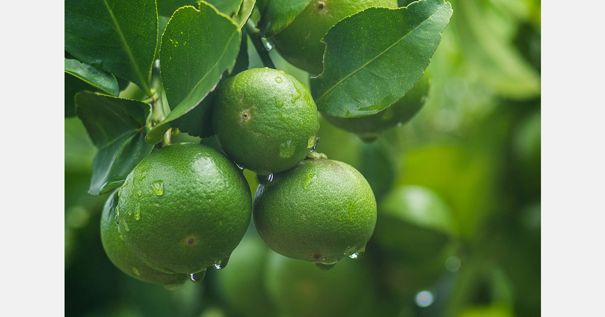 Colombian company aims to export 500 containers of Tahiti lime per year