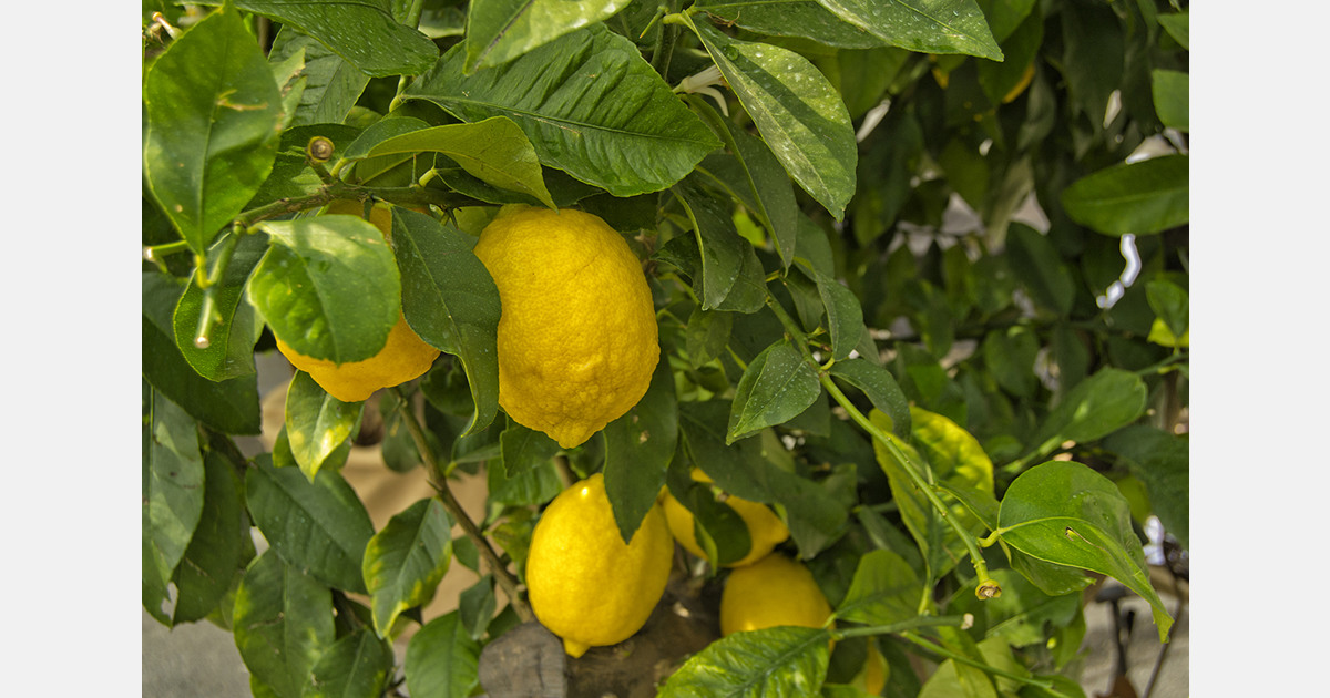 Lemon prices in Azerbaijan soar due to poor weather and rising costs