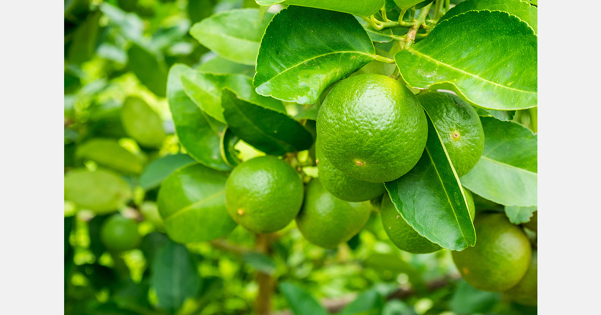 Brazil lime prices fall 6% as small fruit floods market