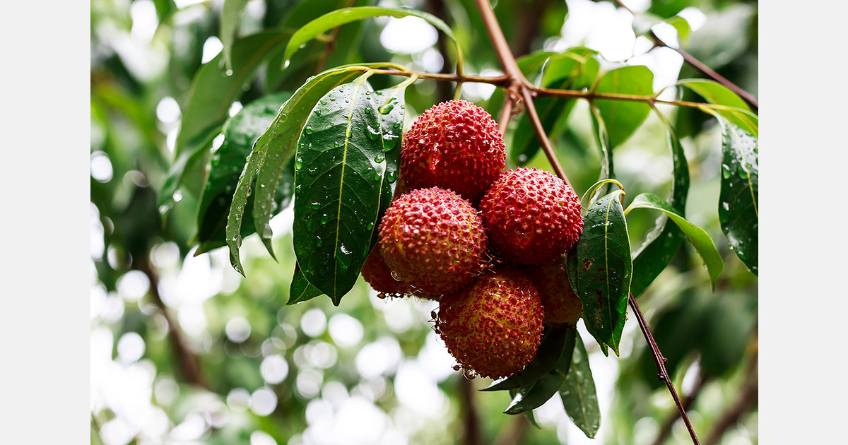 Lychee pollination and biosecurity efforts in Australia