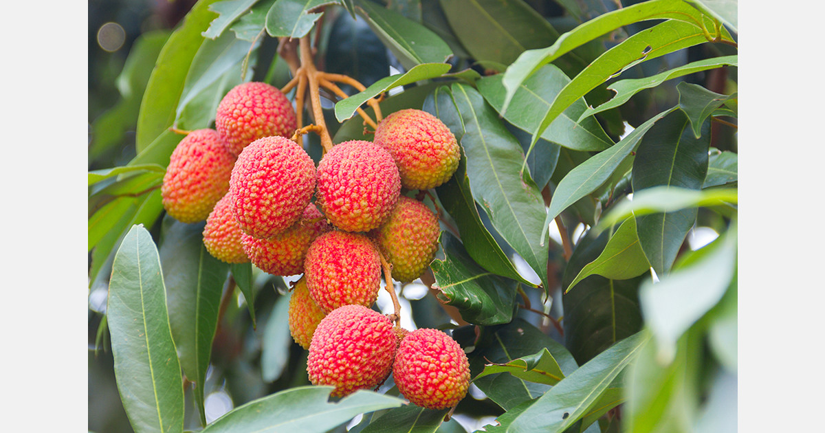 Brazilian lychees reach 153 tons with exports set to grow