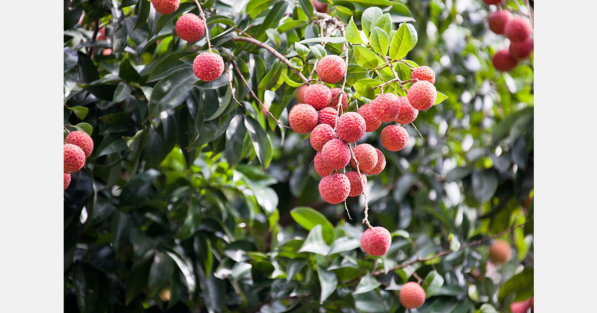 Dinajpur expects strong litchi harvest, plans exports