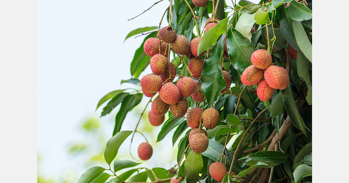 Japan shows interest as Vietnam starts lychee harvest