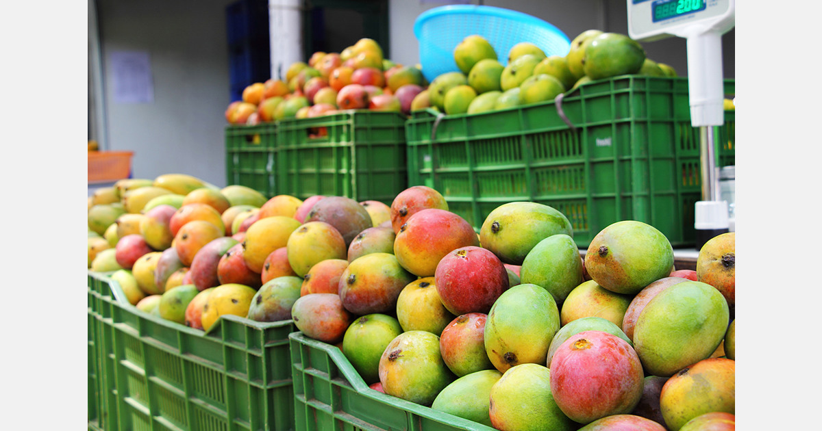 Yumbe mango factory resumes processing