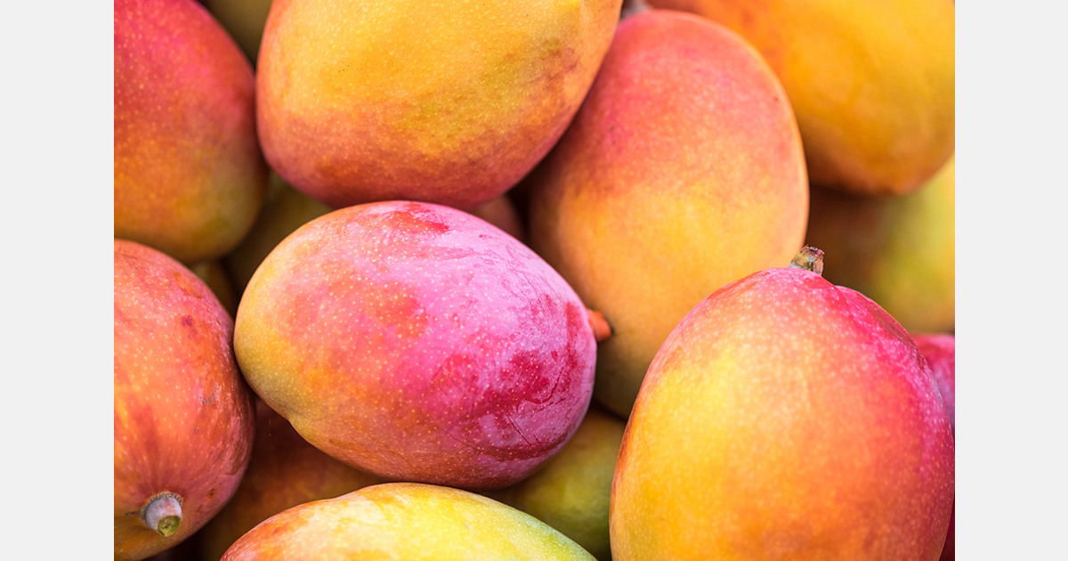 Israeli mango exports grow