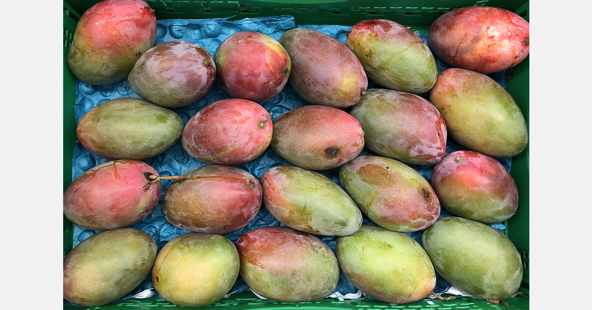 Spain was the third most important destination for Peruvian mangoes in ...