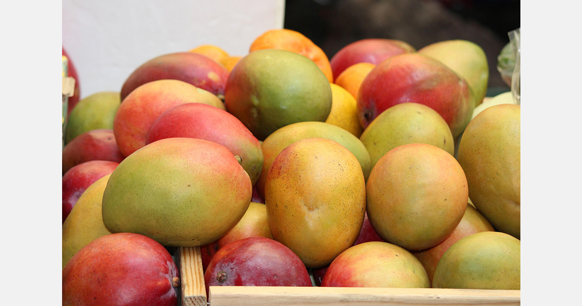 Pakistani mango exports limited by costs and quality issues