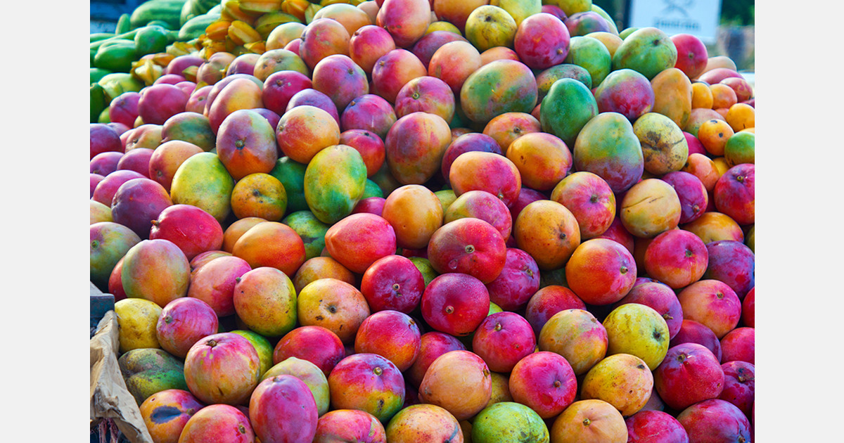 New mango cultivars introduced in South Africa