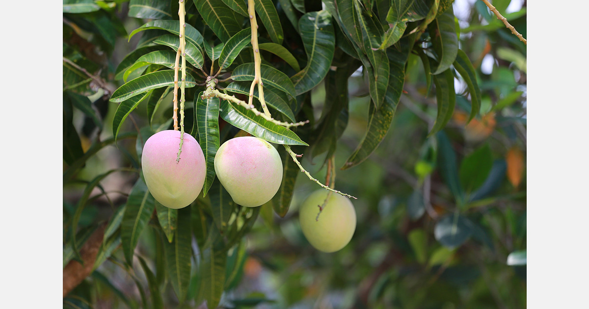 Australian mango growers on alert for twig tip dieback