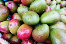 Vietnam captures 97% of China's mango import market